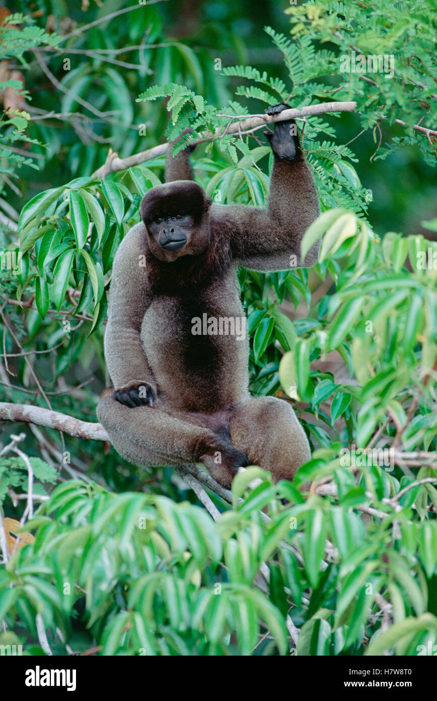 Humboldt's Woolly Monkey (Lagothrix lagotricha) sitting in tree, Amazon ...