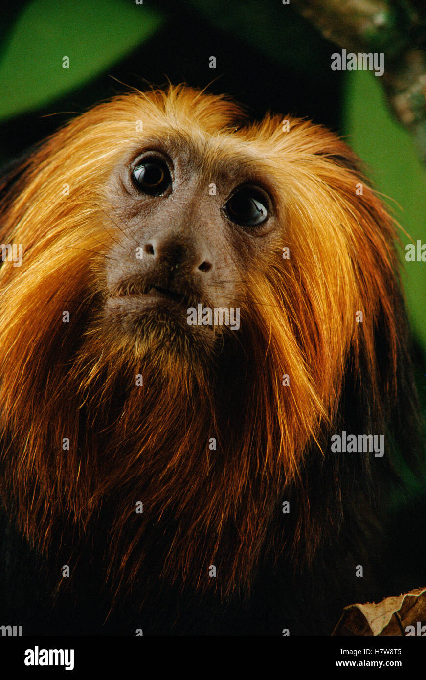 Golden-headed Lion Tamarin (Leontopithecus chrysomelas) portrait ...