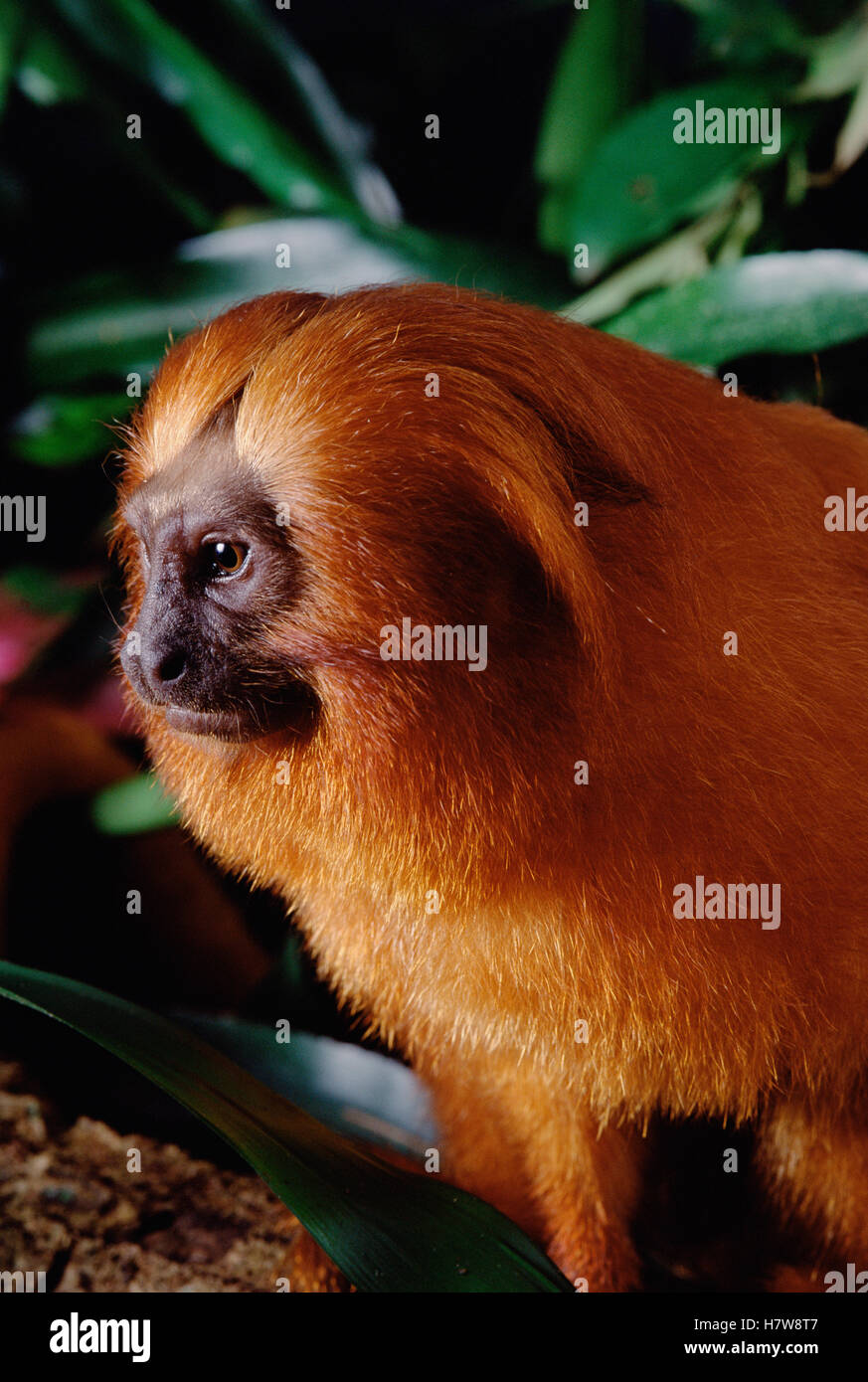 Golden Lion Tamarin (Leontopithecus rosalia) portrait, Atlantic Forest ...