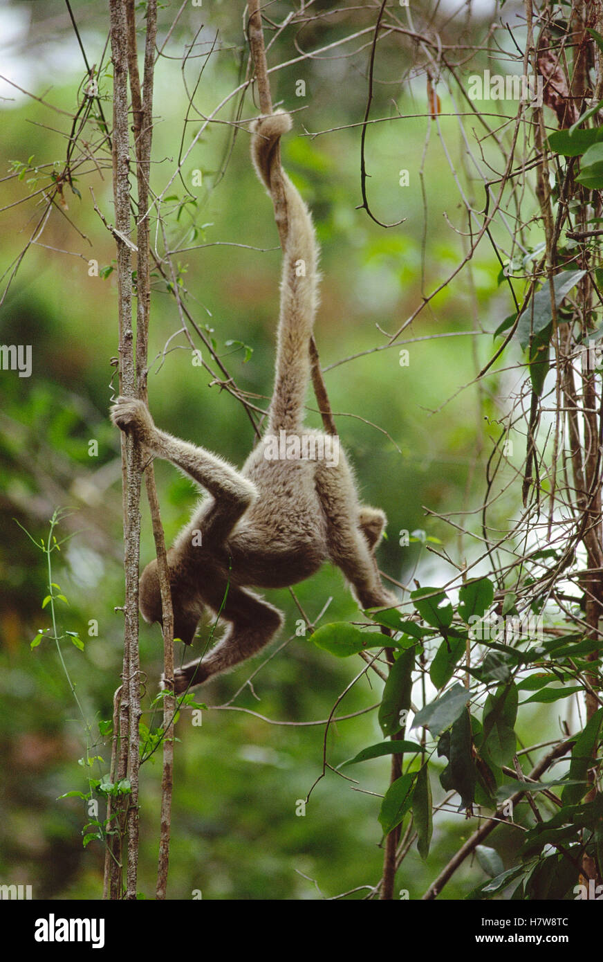 Woolly Spider Monkey (Brachyteles arachnoides) feeding in tree using ...