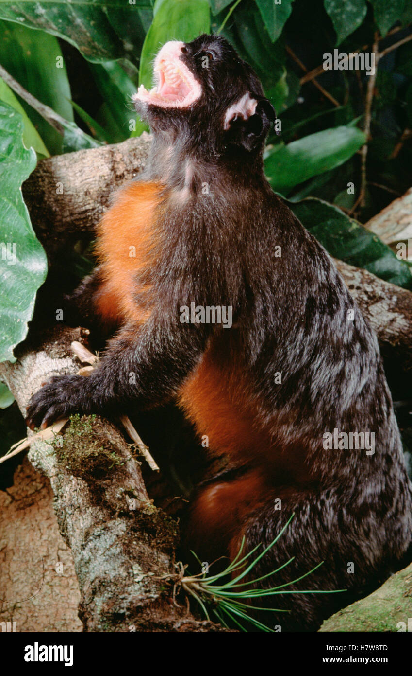 Red-chested Mustached Tamarin (Saguinus labiatus) calling, Amazon ...