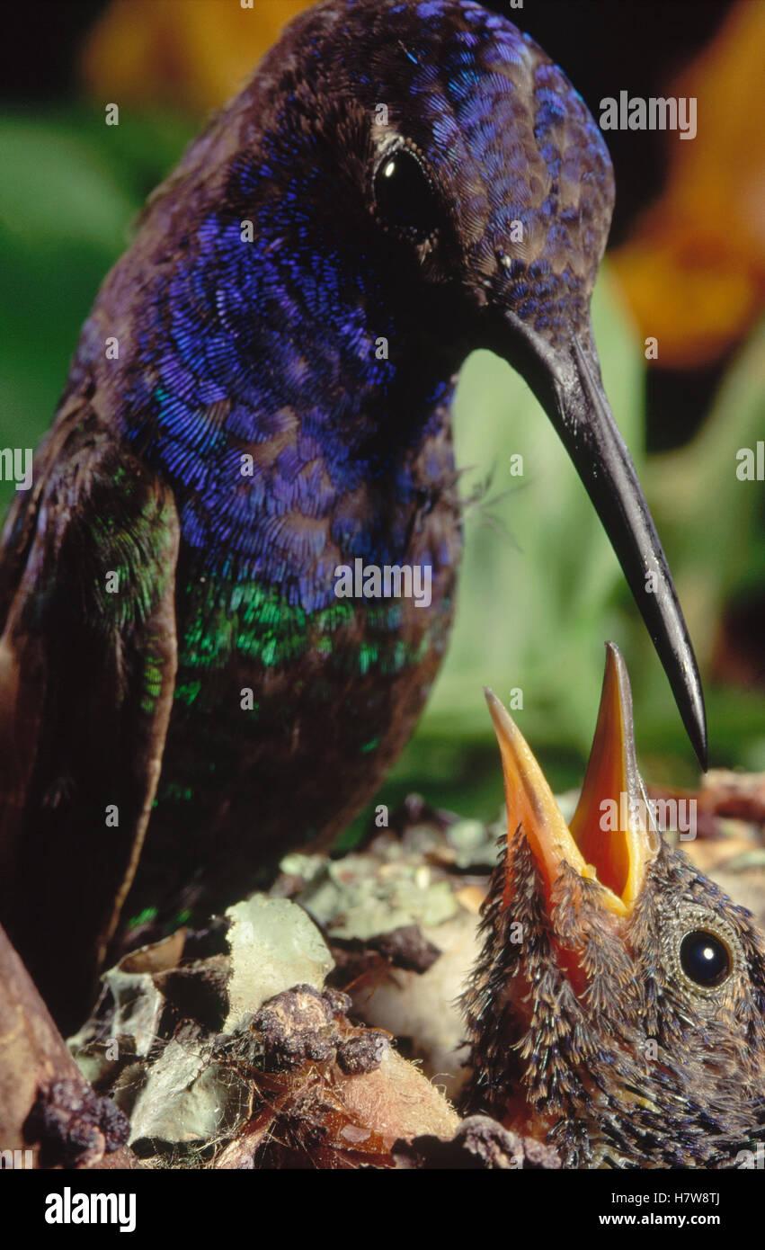 Swallow-tailed Hummingbird (Eupetomena macroura) feeding chick on nest ...
