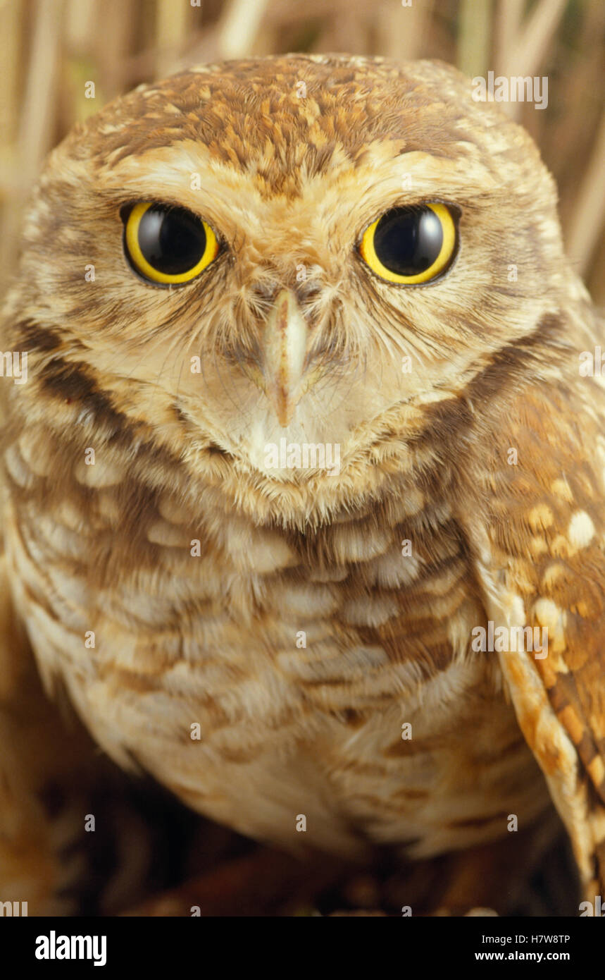 Burrowing Owl (Athene cunicularia) portrait, Atlantic Forest ecosystem ...