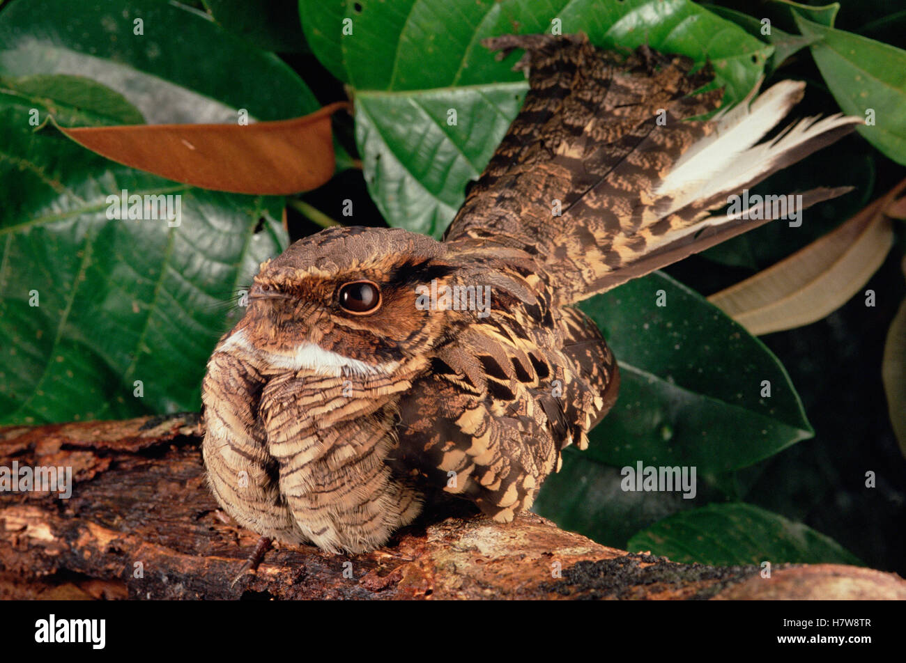 Pauraque (Nyctidromus albicollis) portrait, Atlantic Forest ecosystem ...