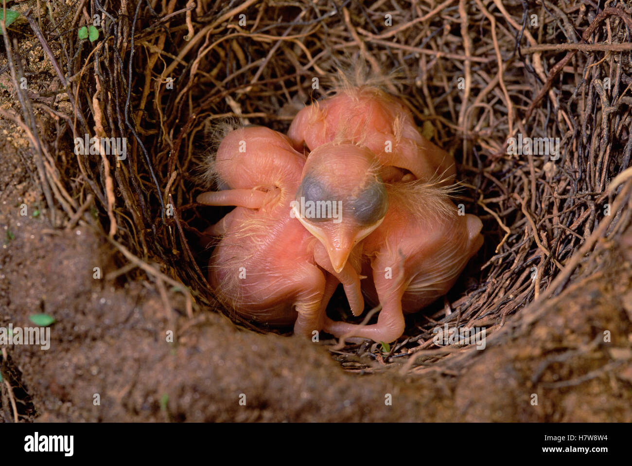 Newly hatched chicks await parents' return in nest, Atlantic Forest ...