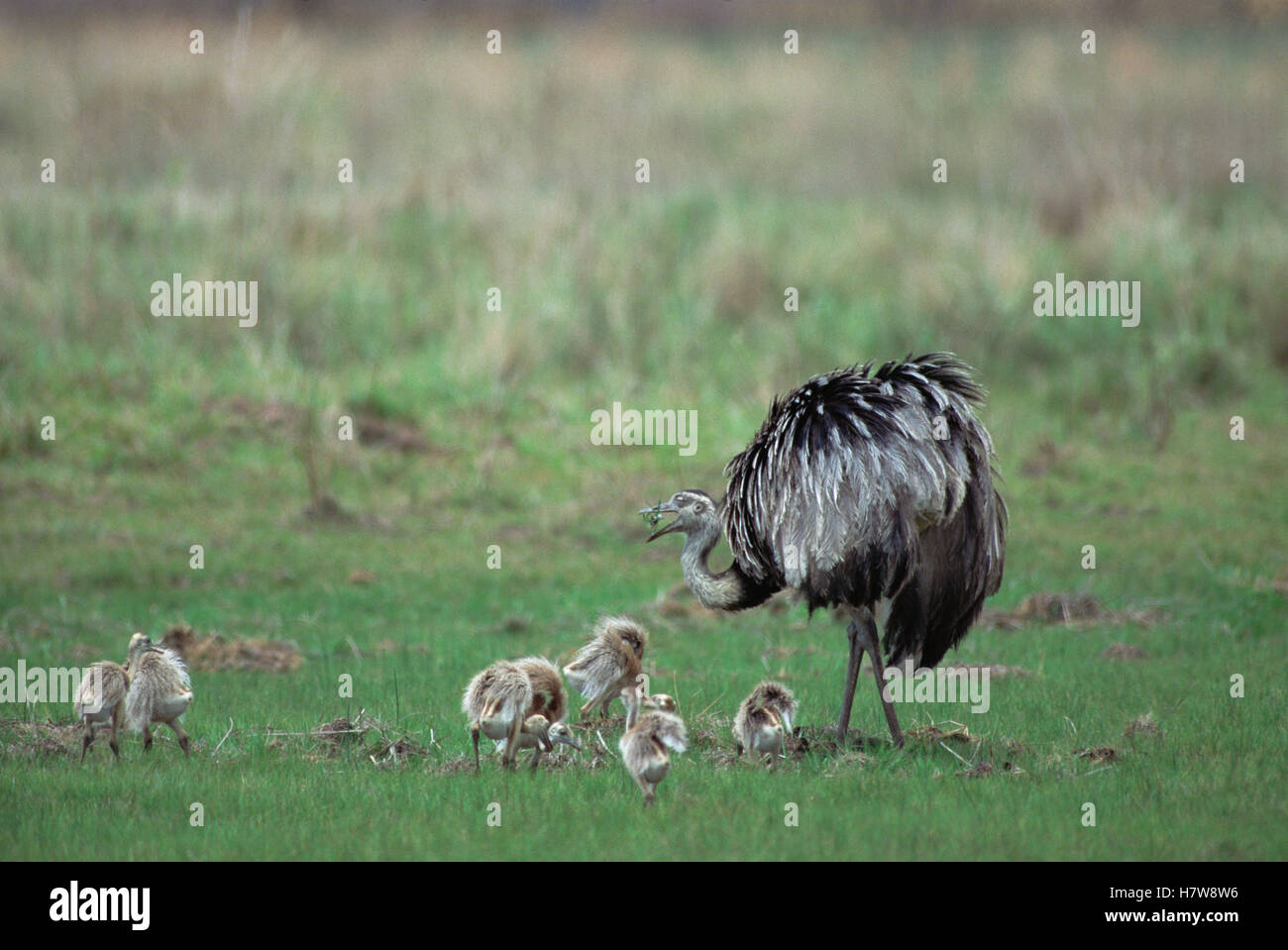 Greater Rhea (Rhea americana) parent with a group of chicks, Pantanal ...