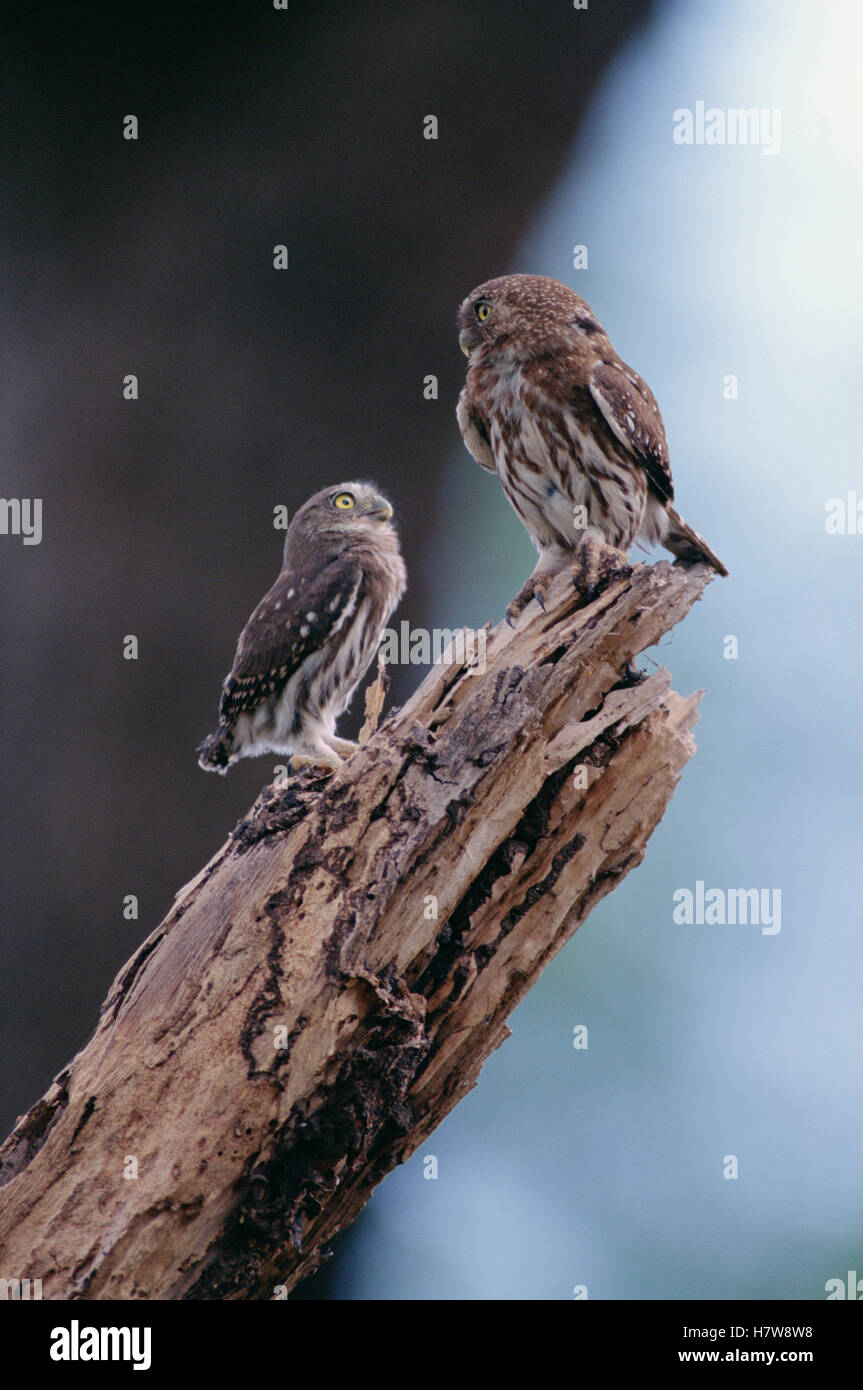 Ferruginous Pygmy Owl (Glaucidium brasilianum) couple perching on a ...