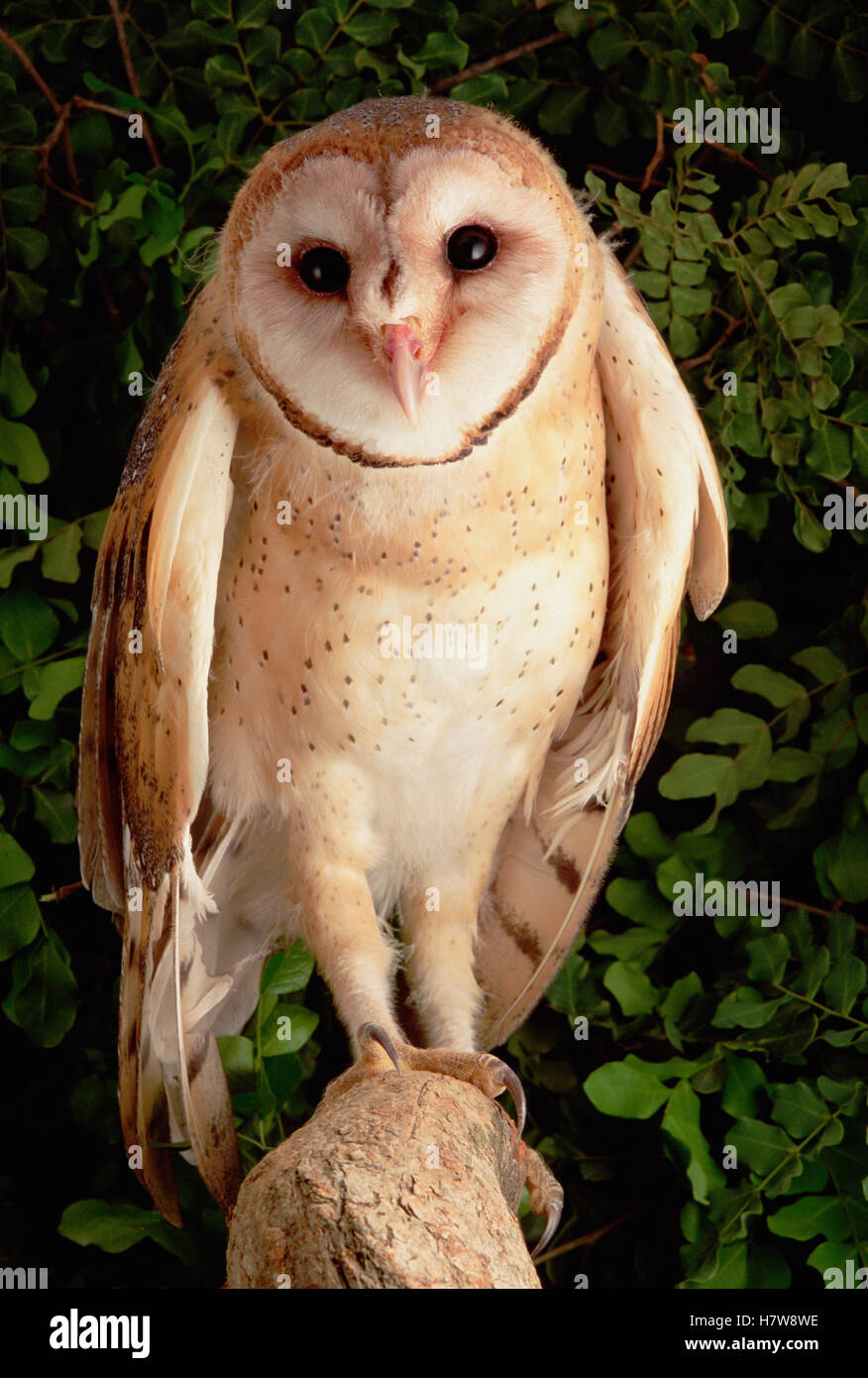 Barn Owl (Tyto alba) portrait, Caatinga ecosystem, Brazil Stock Photo ...