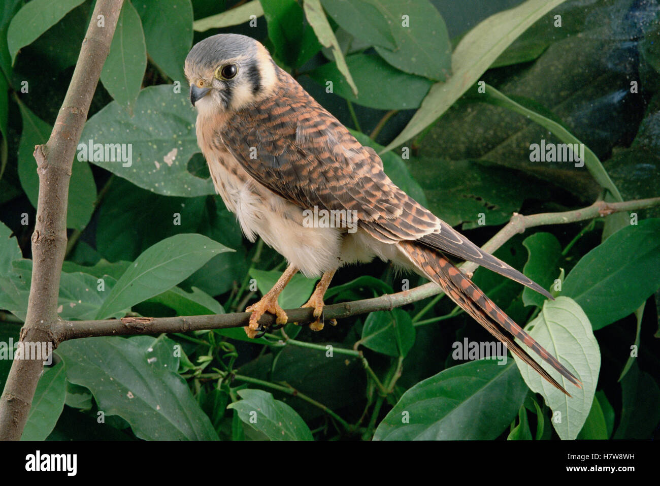 American Kestrel (Falco sparverius) portrait, Atlantic Forest ecosystem ...