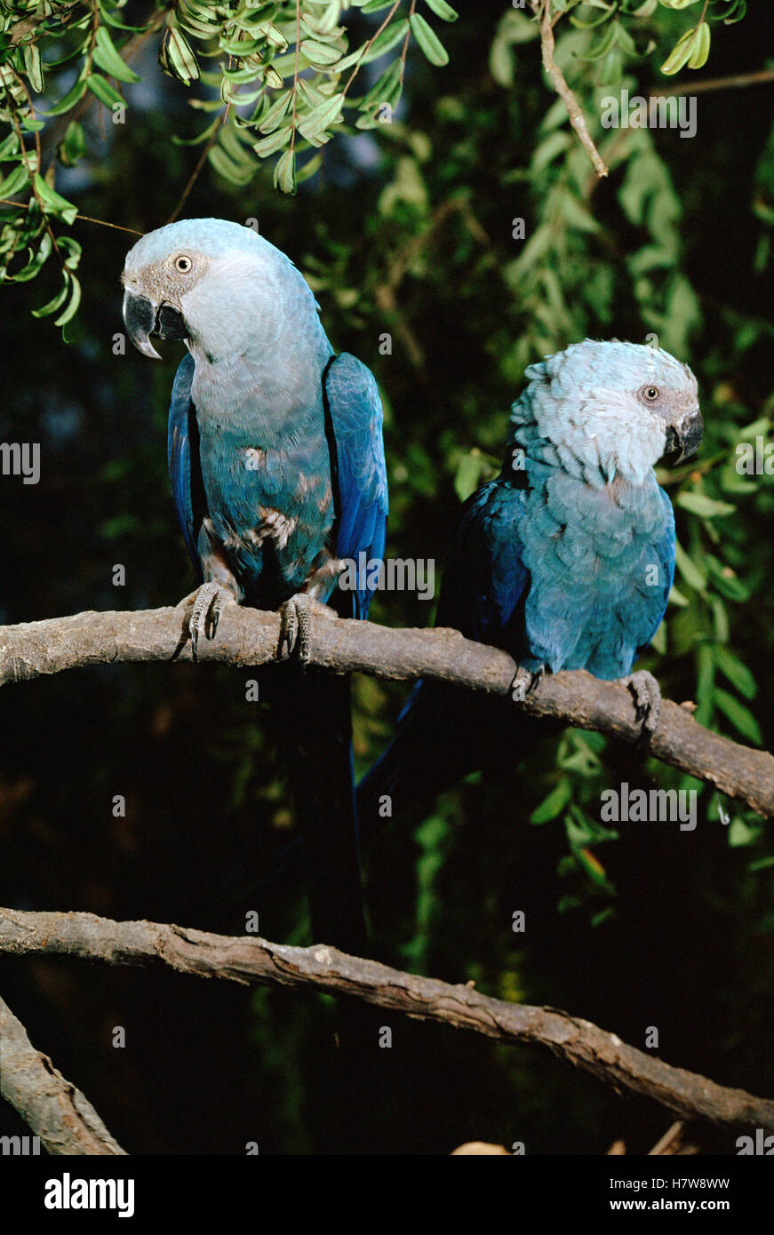 Spixii macaw hi-res stock photography and images - Alamy