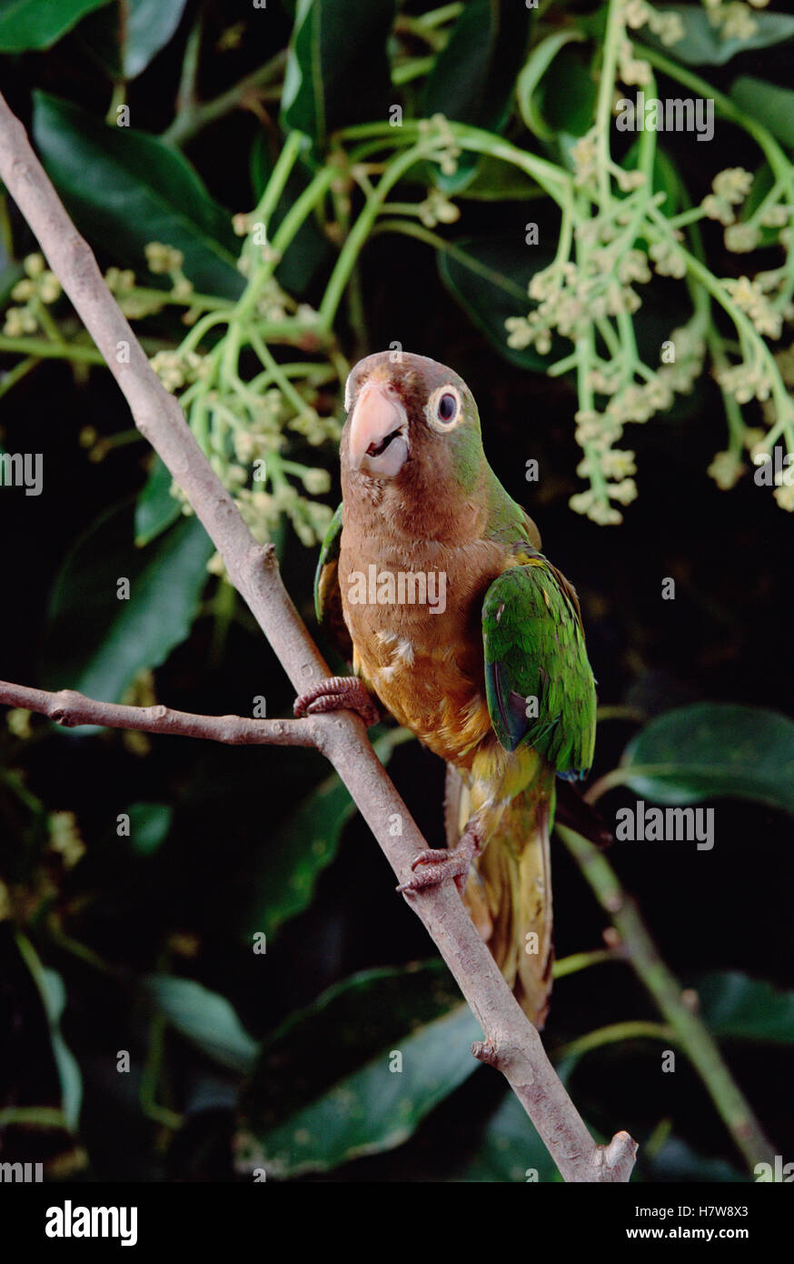 Cactus Parakeet (Aratinga cactorum) perching on branch, Caatinga ...