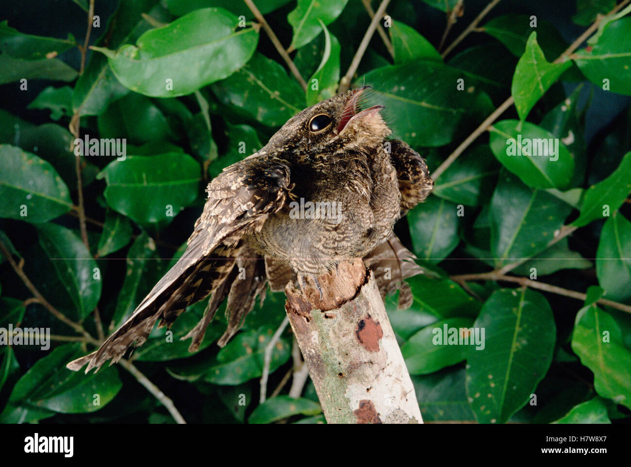 Pauraque (Nyctidromus albicollis) singing, Atlantic Forest ecosystem ...