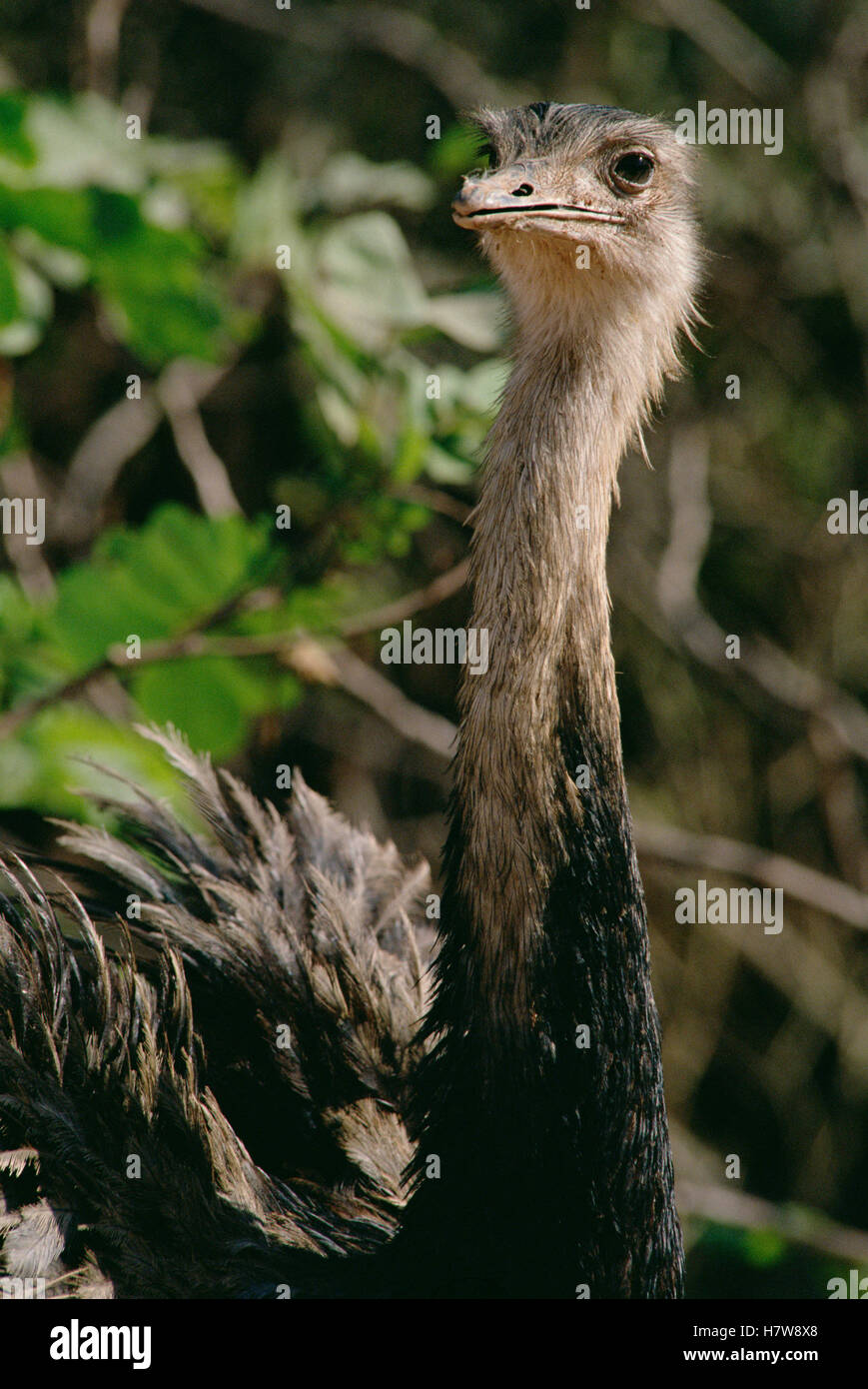 Greater Rhea (Rhea americana) portrait, threatened, Pantanal ecosystem, Brazil Stock Photo - Alamy