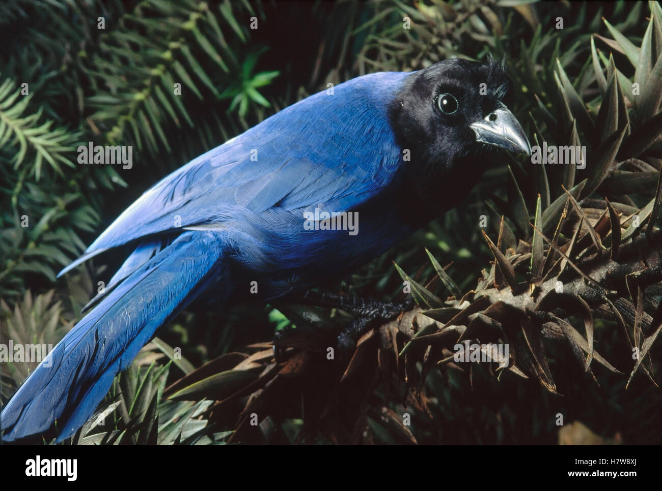 Azure Jay (Cyanocorax caeruleus) portrait, threatened, southern Brazil ...