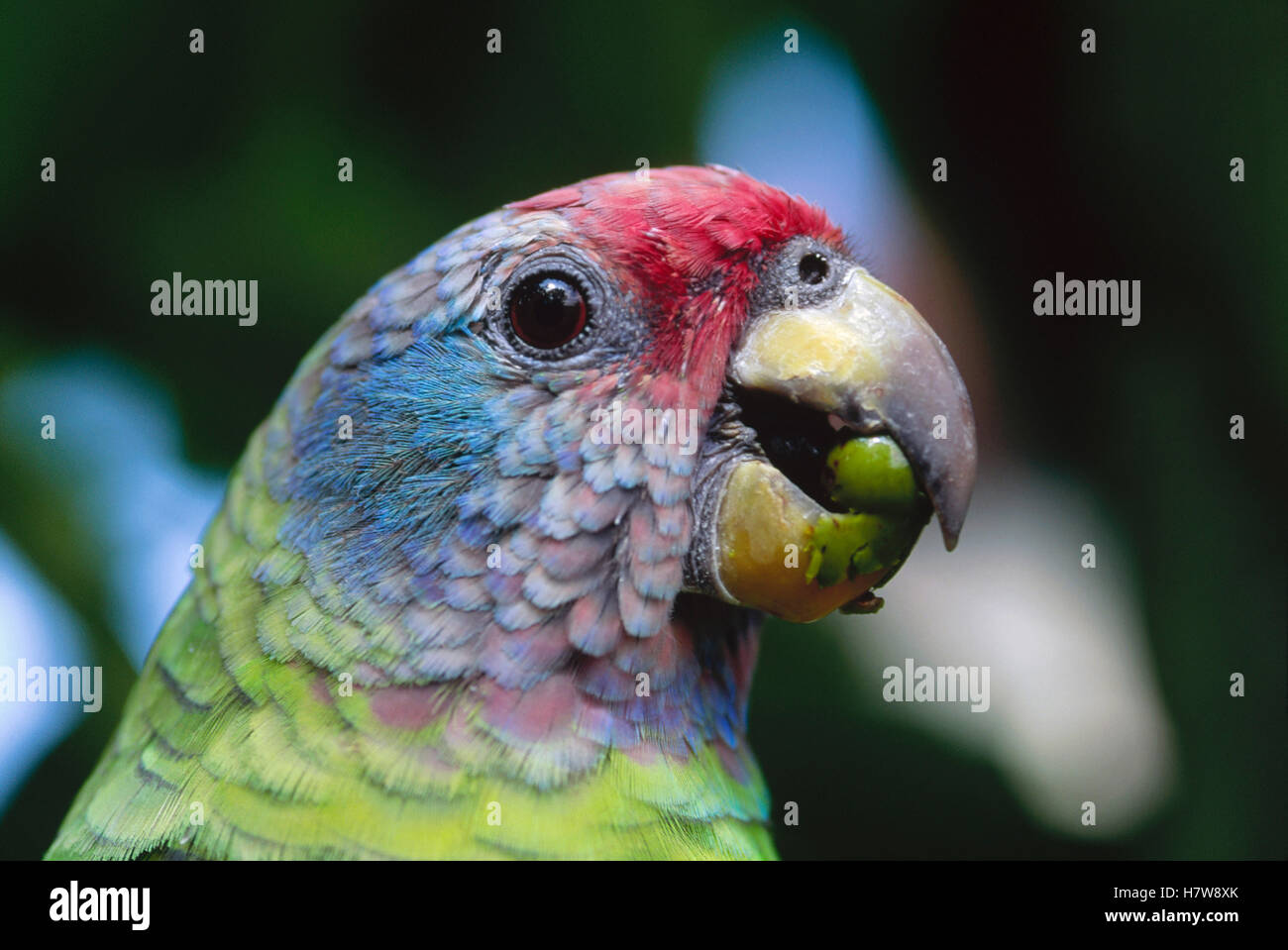 Red-tailed Amazon (Amazona brasiliensis) eating fruit, southern Brazil ...