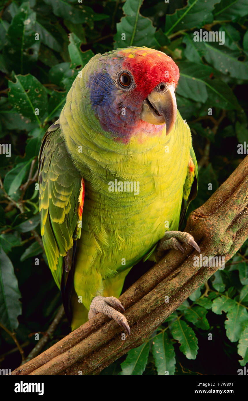 Red-tailed Amazon (Amazona brasiliensis), Atlantic Forest, Brazil Stock ...