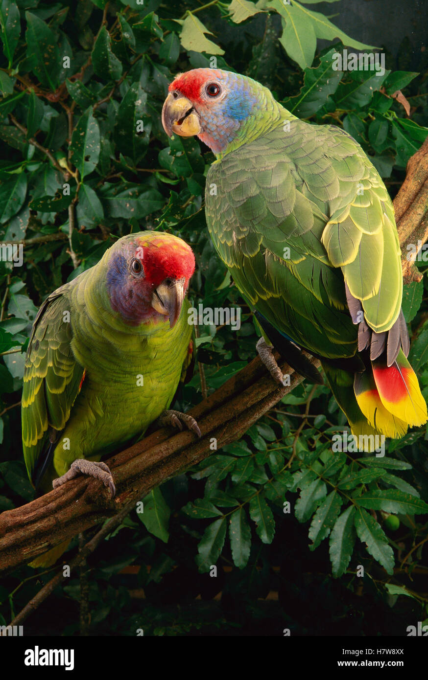 Red-tailed Amazon (Amazona brasiliensis) pair, Atlantic Forest, Brazil ...