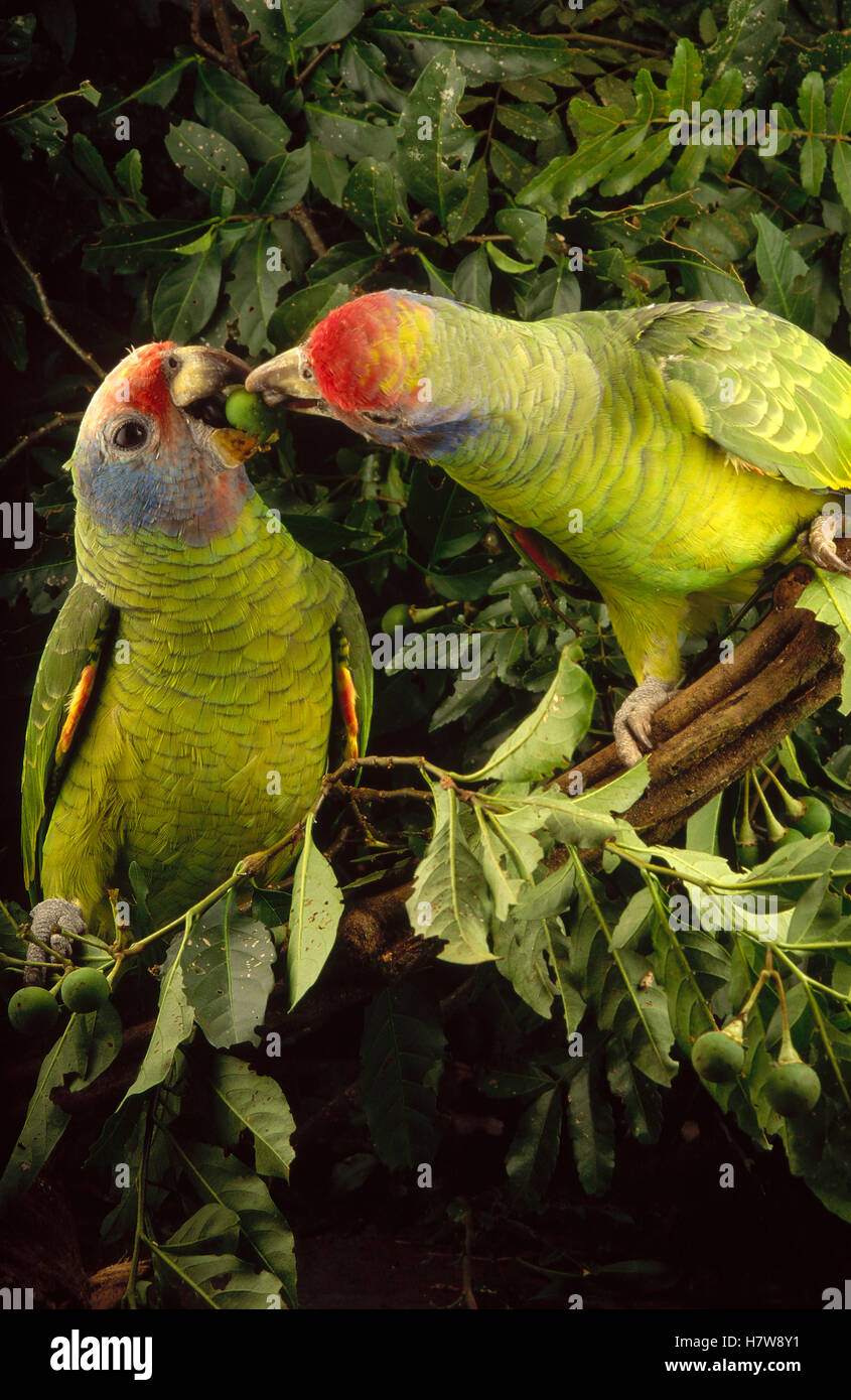Red-tailed Amazon (Amazona brasiliensis) adult pair sharing fruit ...