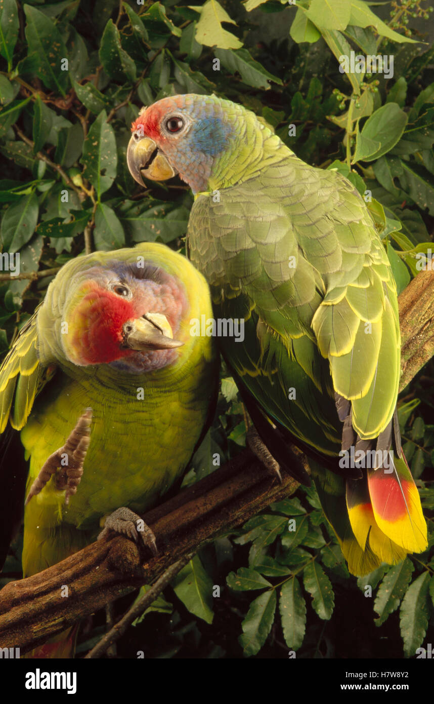 Red-tailed Amazon (Amazona brasiliensis) adult pair, southern Brazil ...