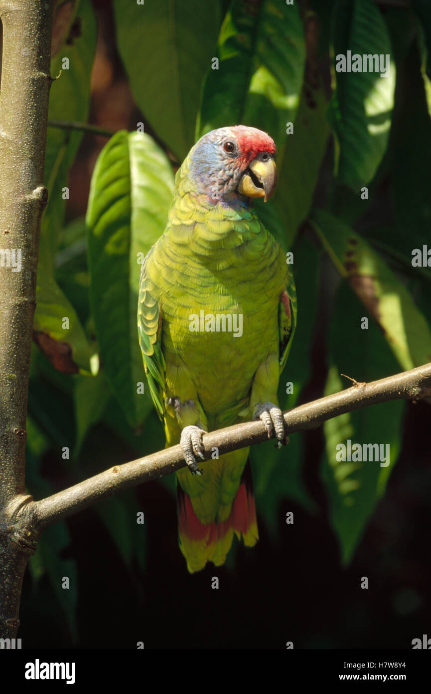 Red-tailed Amazon (Amazona brasiliensis) adult portrait, southern ...