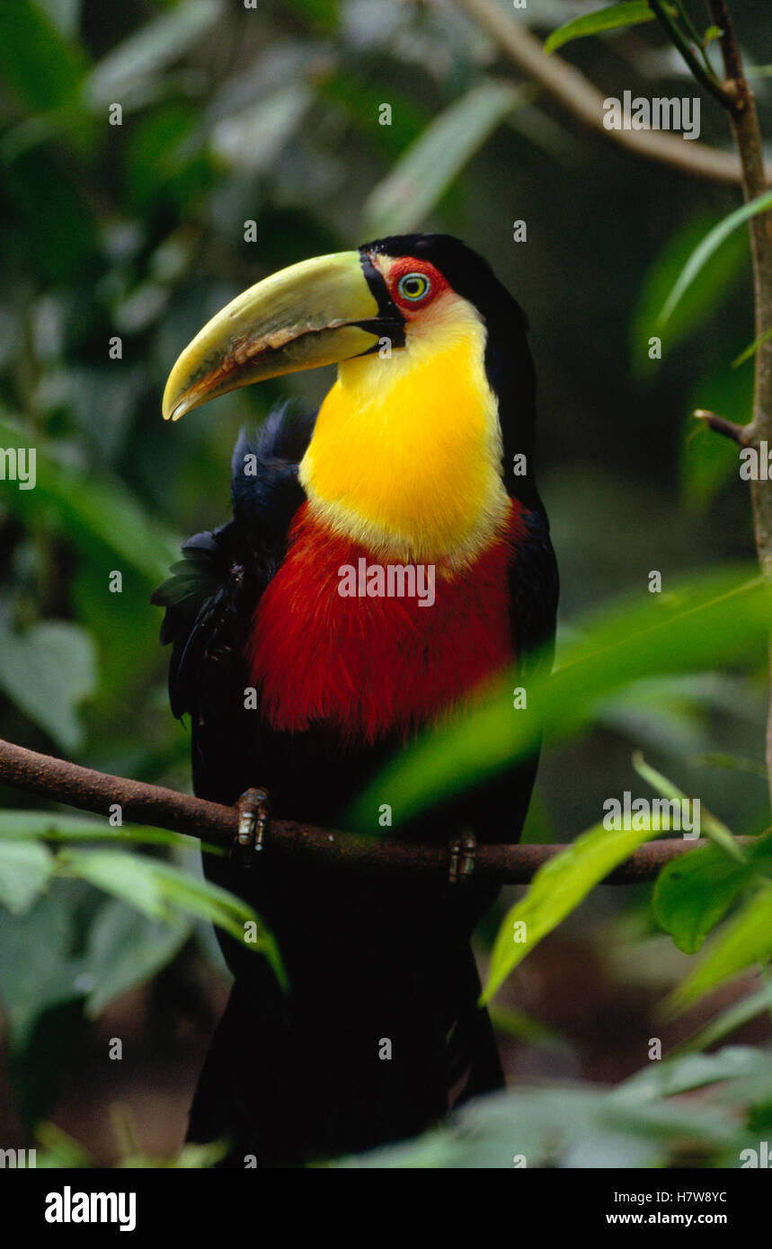 Red-breasted Toucan (Ramphastos dicolorus) portrait, Atlantic Forest ...