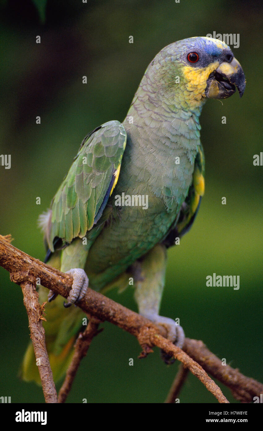 Red-lored Parrot (Amazona autumnalis) portrait, Amazon ecosystem ...