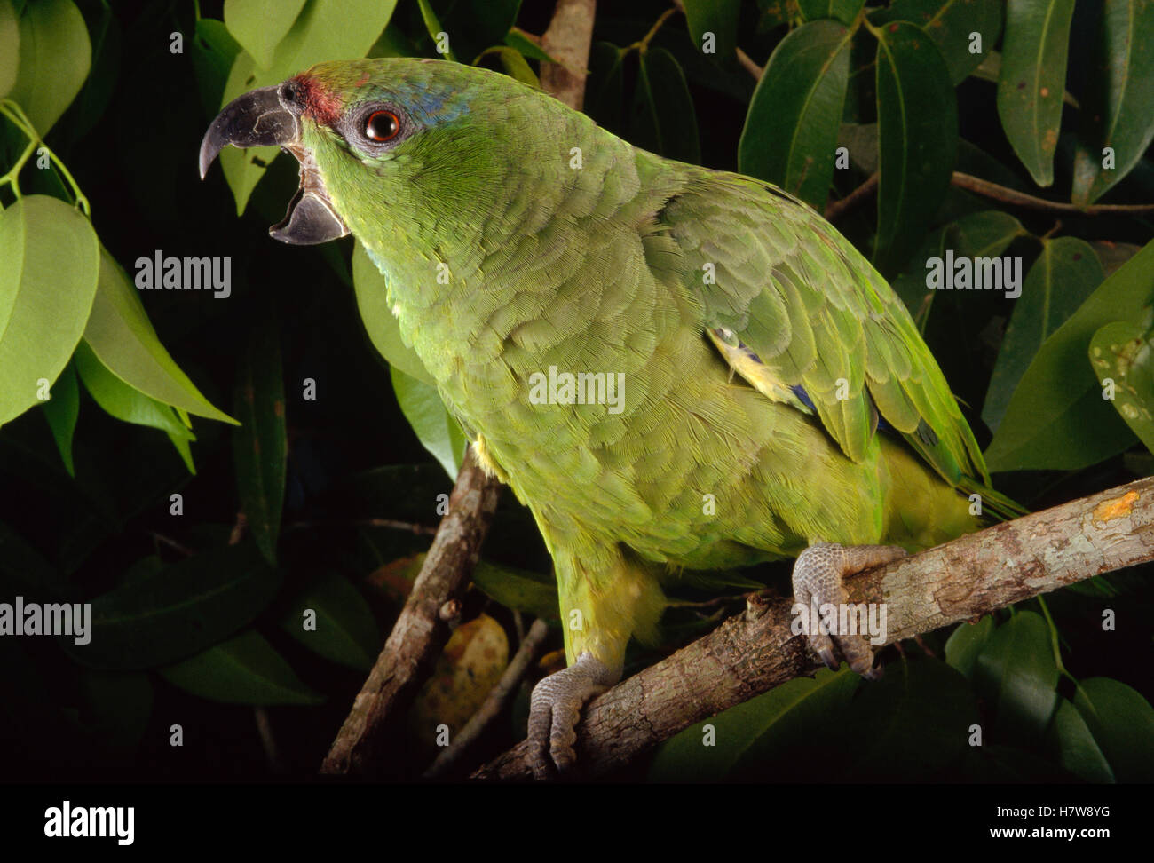 Festive Amazon Parrot (Amazona festiva) calling, Amazon ecosystem ...