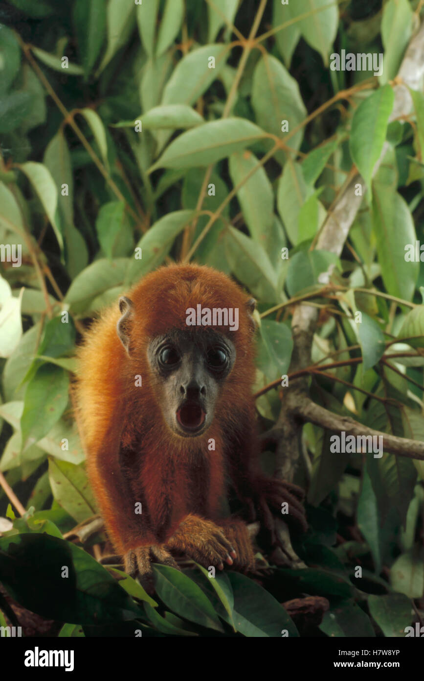 Brown Howler Monkey (Alouatta fusca) baby calling, southern Brazil ...