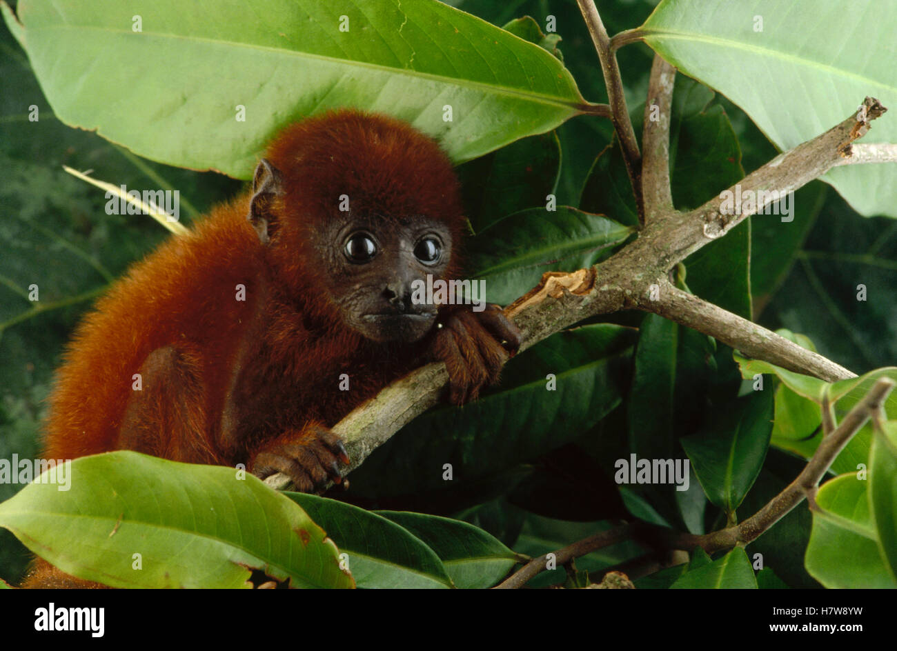 Brown Howler Monkey (Alouatta fusca) baby clinging to branch, Amazon ...