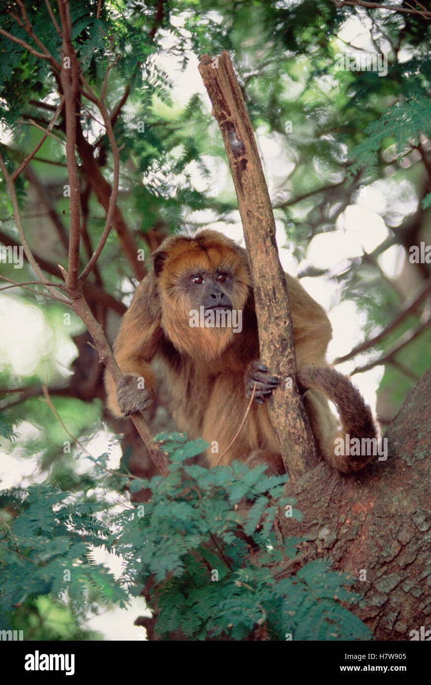 Brown Howler Monkey (Alouatta fusca) sitting in tree, southern Brazil ...