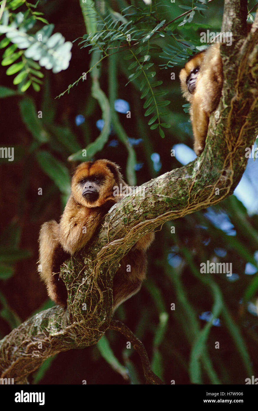 Brown Howler Monkey (Alouatta fusca) sitting in tree, southern Brazil ...