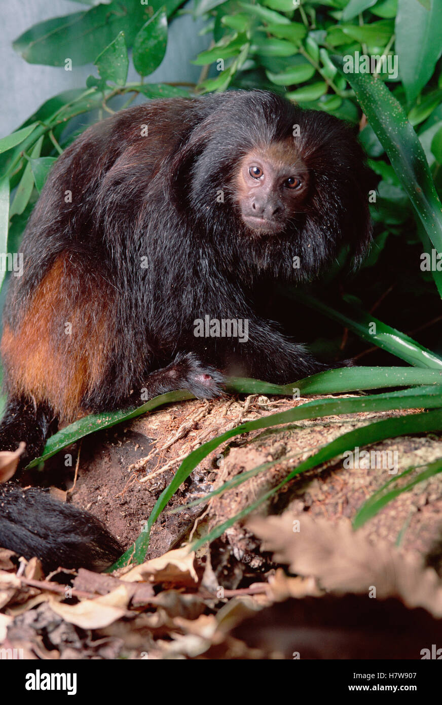 Golden-rumped Lion Tamarin (Leontopithecus chrysopygus) portrait ...