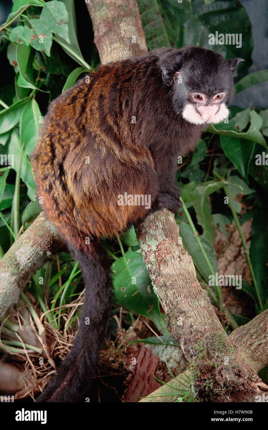 Midas Tamarin (Saguinus midas) portrait, Amazon ecosystem, Brazil Stock ...