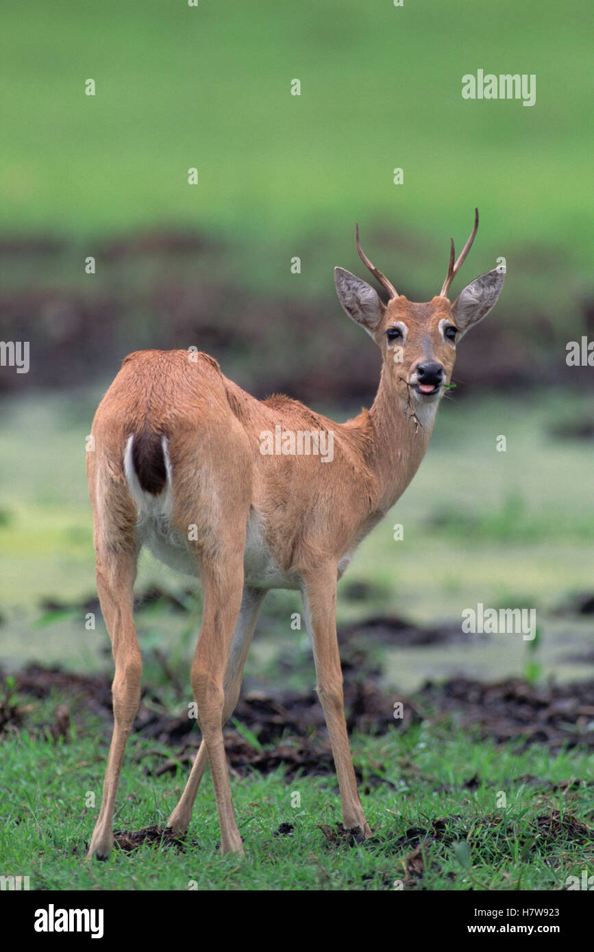 Pampas Deer (Ozotoceros bezoarticus) portrait, threatened, Pantanal ...