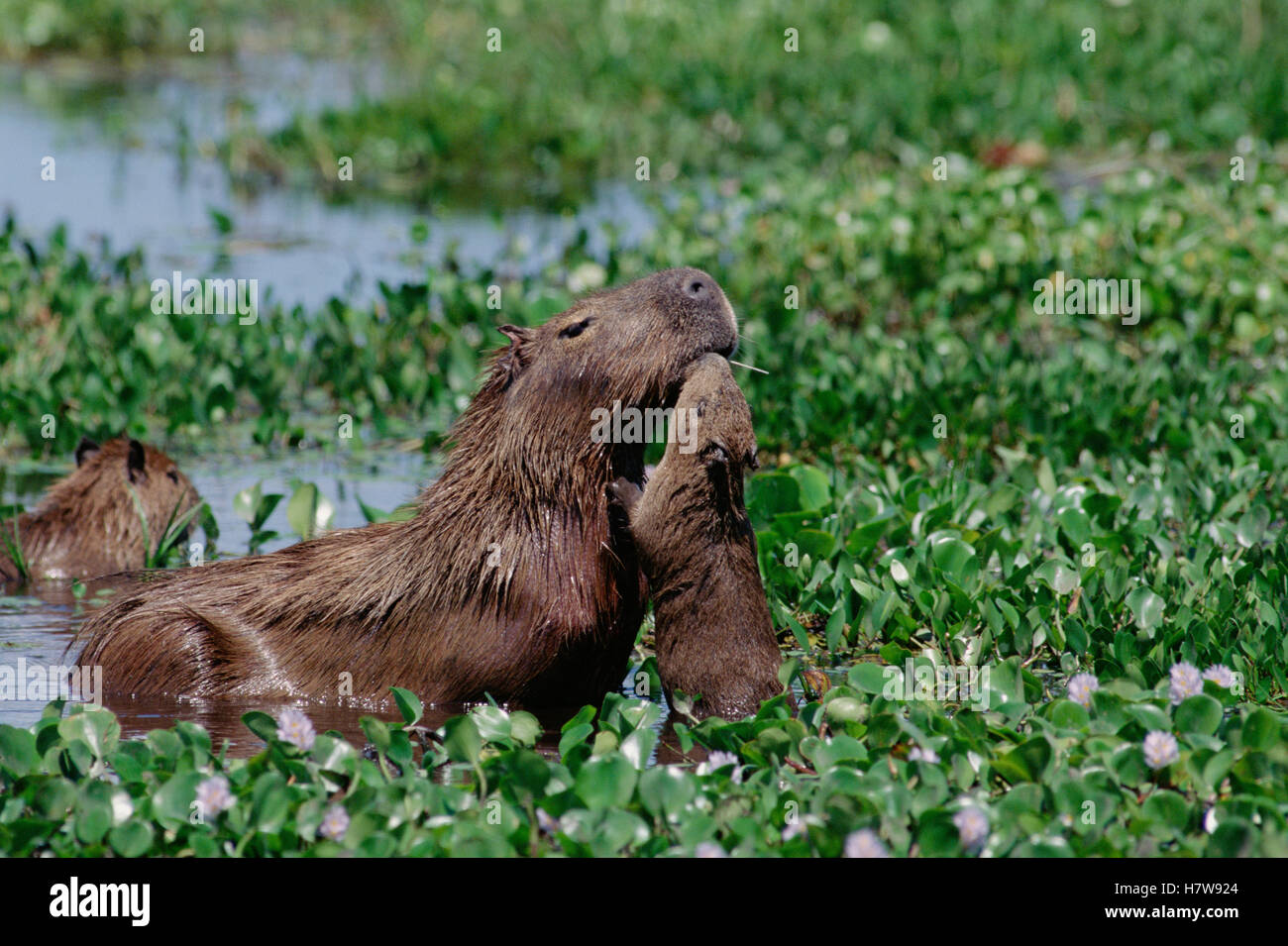 Capybara (Hydrochoerus hydrochaeris) parent with baby, Pantanal ...