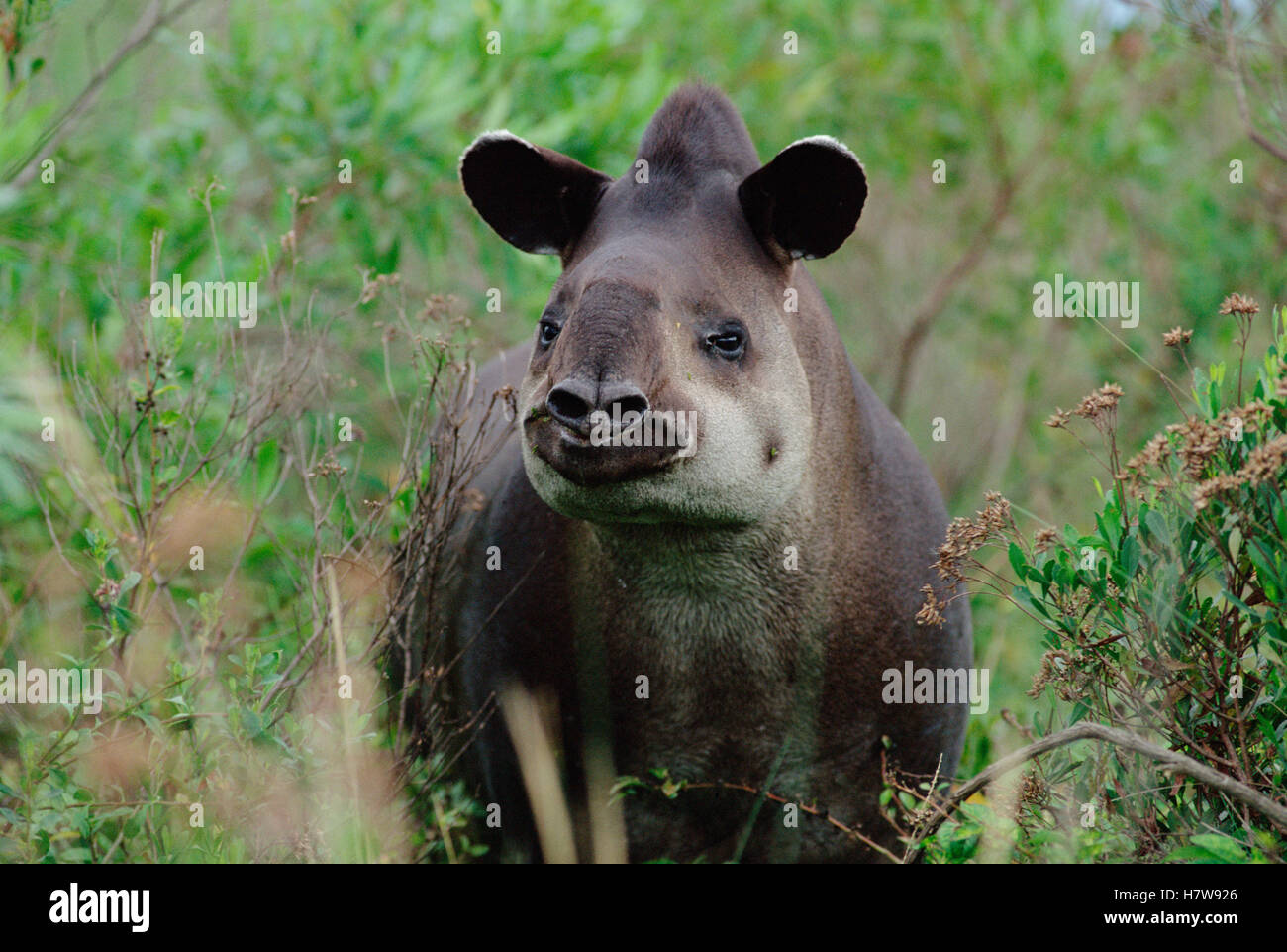 Brazilian Tapir (Tapirus terrestris) portrait, southern Brazil Stock ...