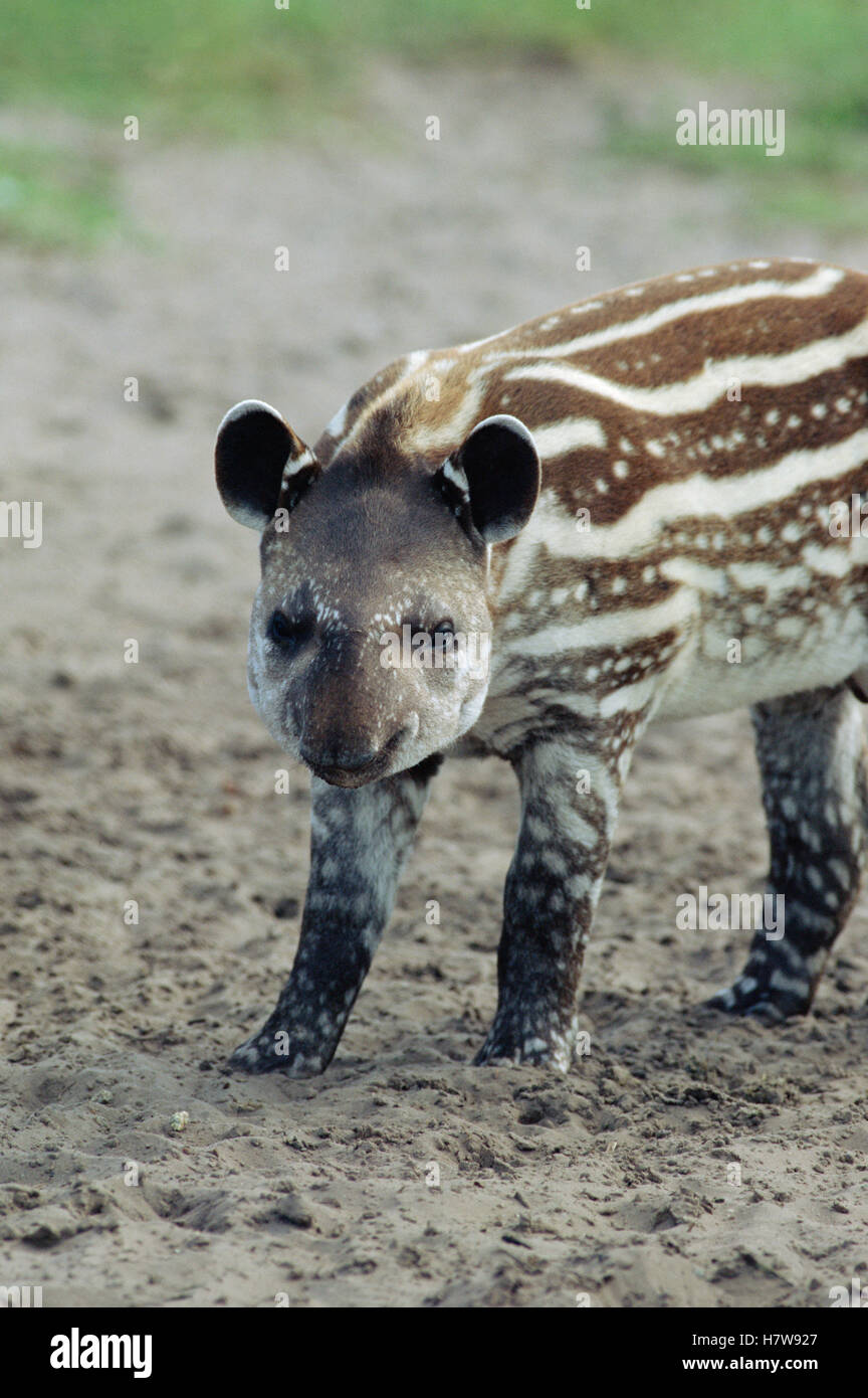 Brazilian Tapir (Tapirus terrestris) baby showing spots and stripes ...