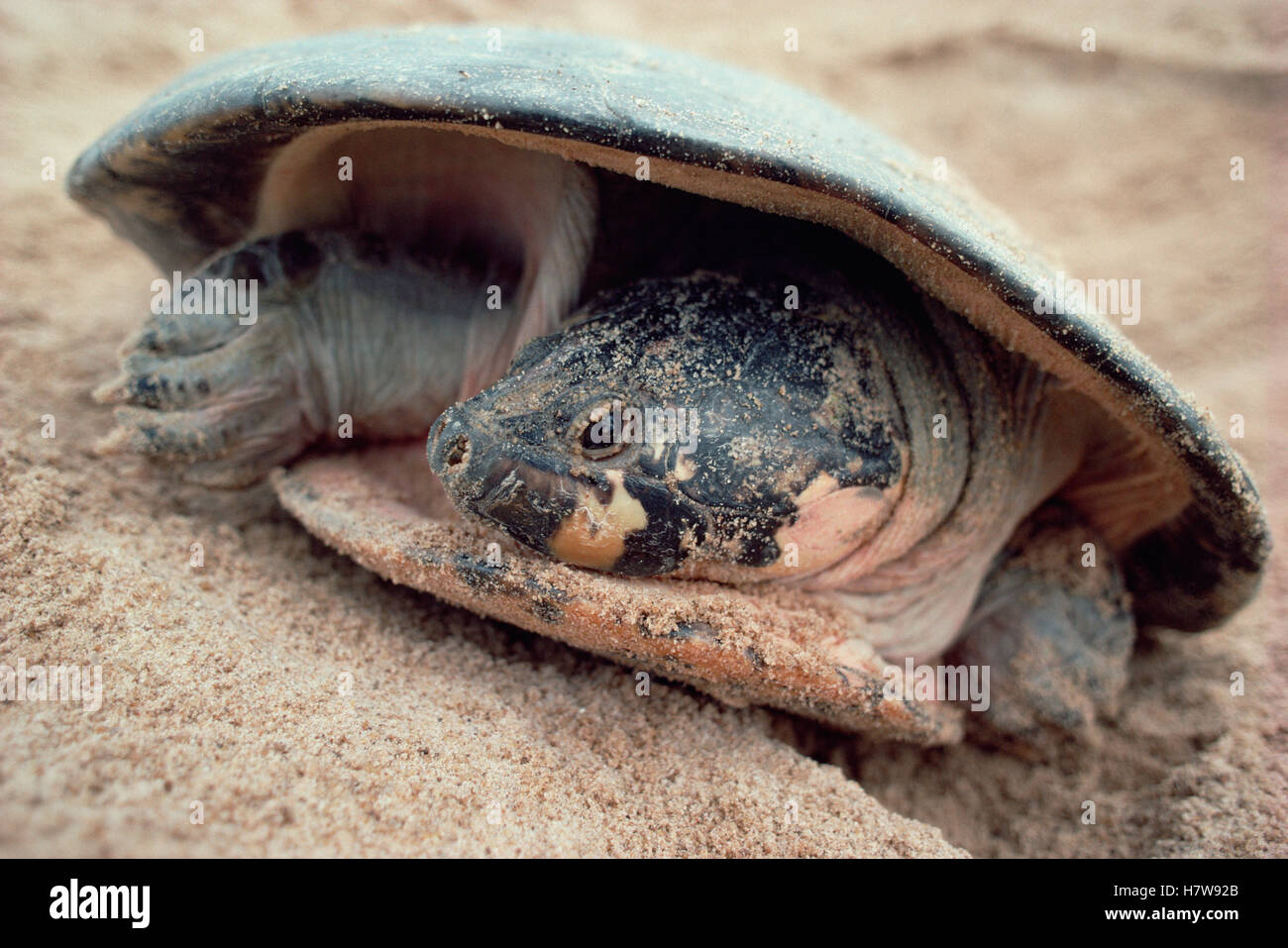 South American River Turtle (Podocnemis expansa) portrait, Amazon ...