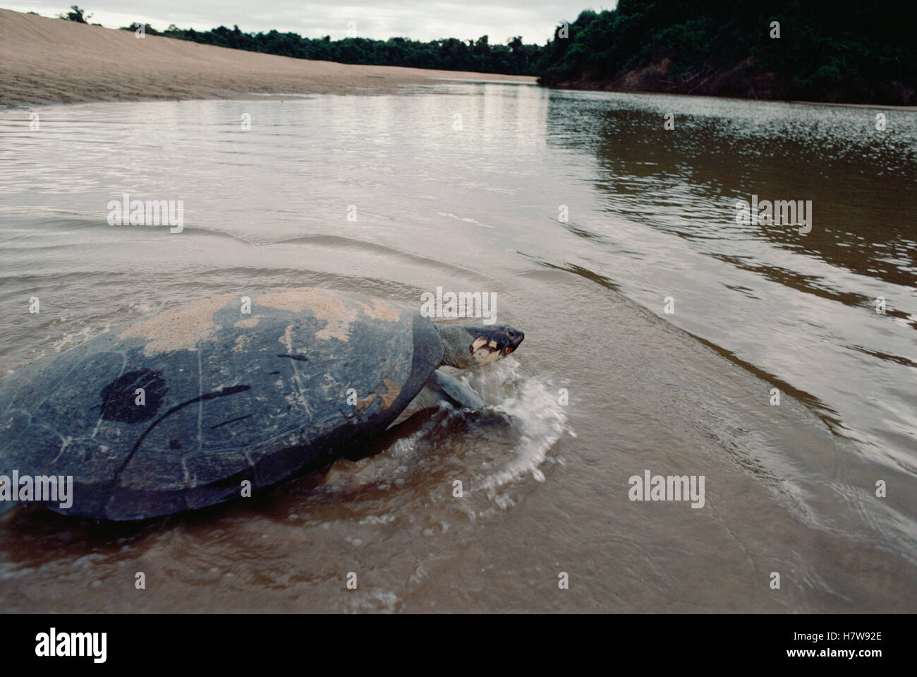 South American River Turtle (Podocnemis expansa) on a high beach of ...