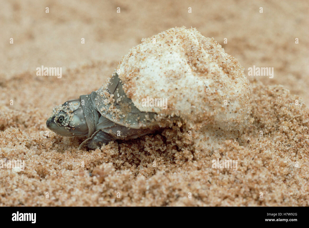 South American River Turtle (Podocnemis expansa) hatchling emerging ...