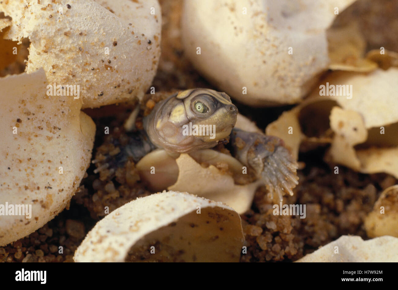 South American River Turtle (Podocnemis expansa) hatchling emerging ...