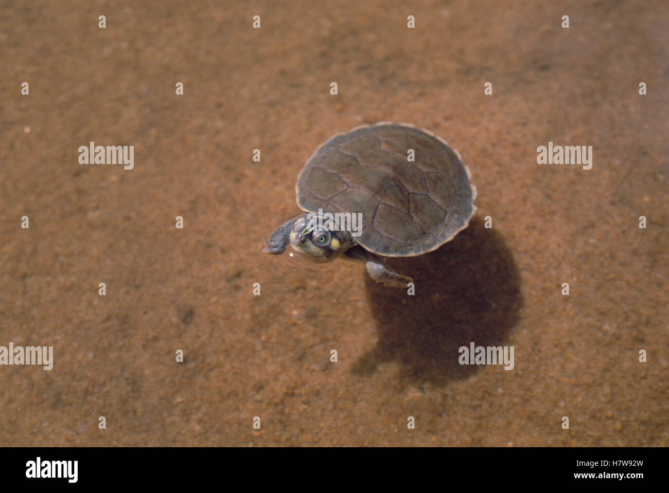 South American River Turtle (Podocnemis expansa) hatchling floating in ...