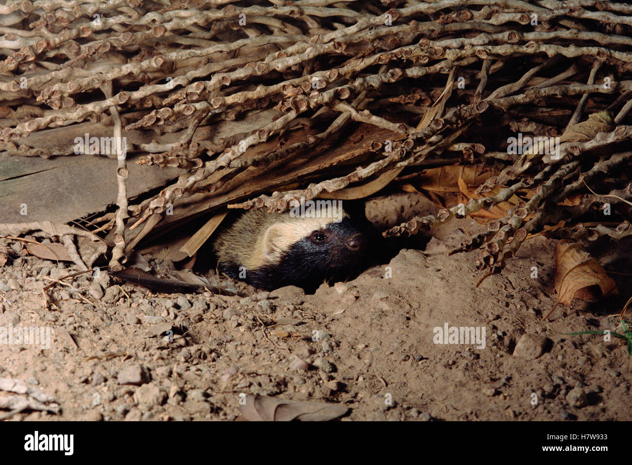 Lesser Grison (Galictis cuja) in underground burrow, Cerrado ecosystem ...