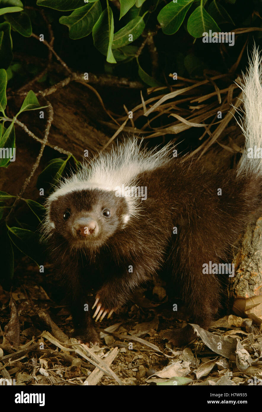 Hog-nosed Skunk (Conepatus semistriatus) portrait, Caatinga ecosystem ...