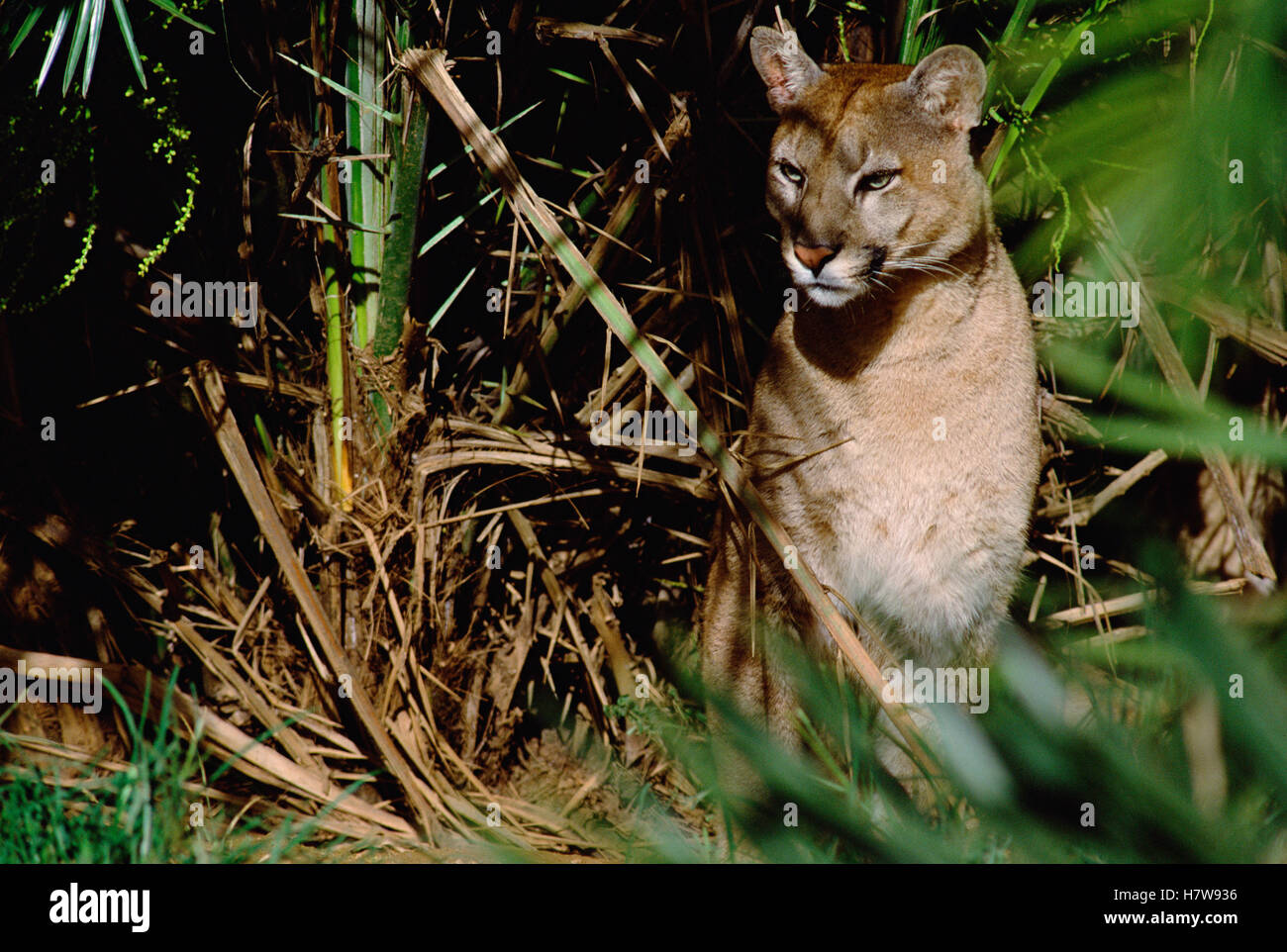 Mountain Lion (Puma concolor) portrait in forest undergrowth, Amazon ...