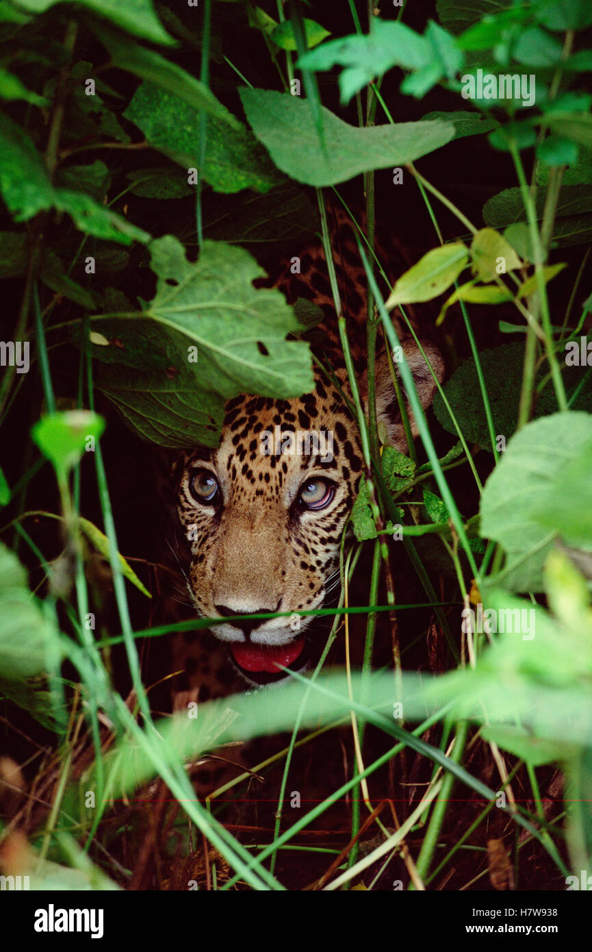 Jaguar (Panthera onca) in forest undergrowth, Amazon ecosystem, Brazil ...