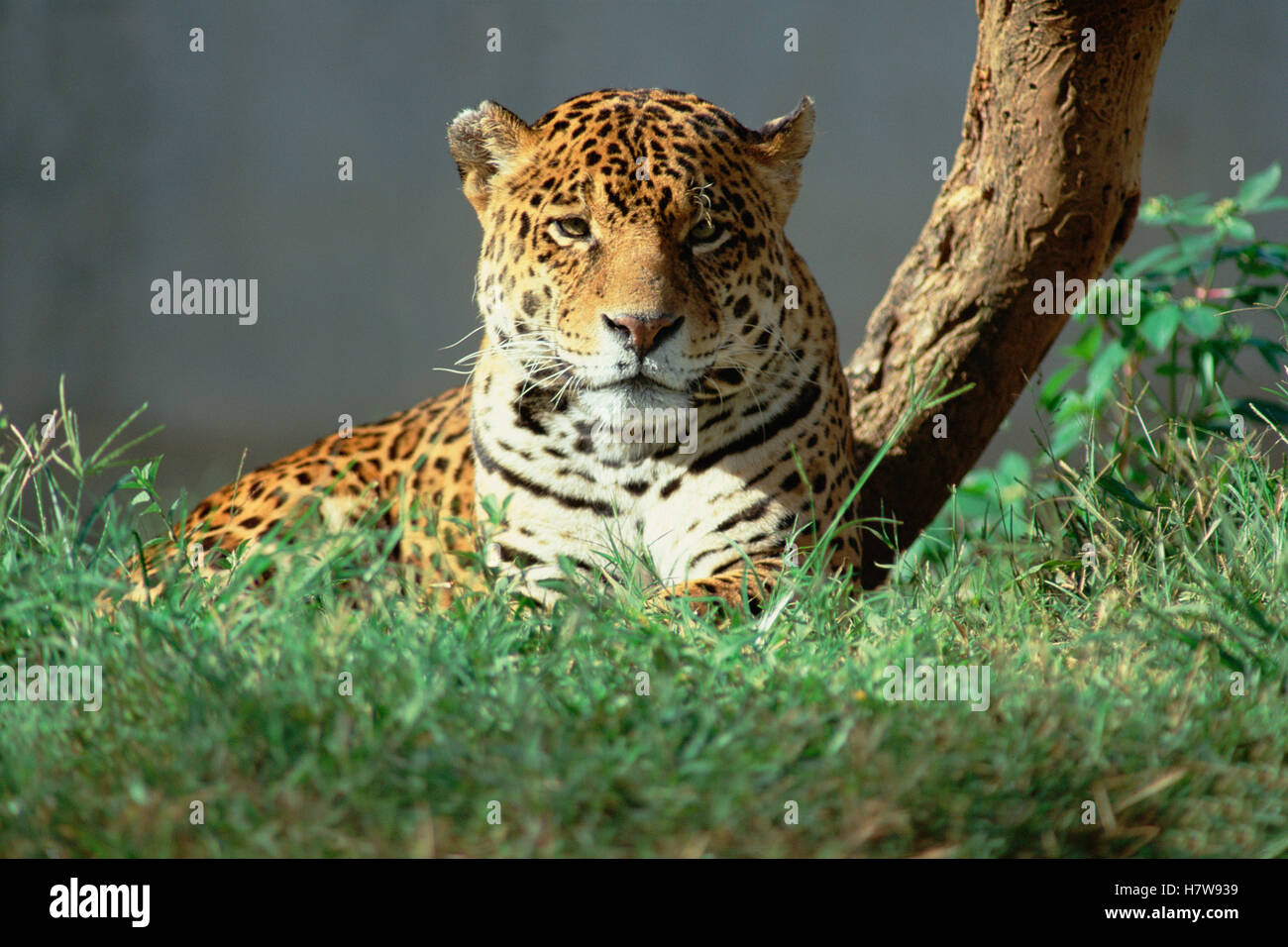 Jaguar (Panthera onca) at rest in grass, Amazon ecosystem, Brazil Stock ...