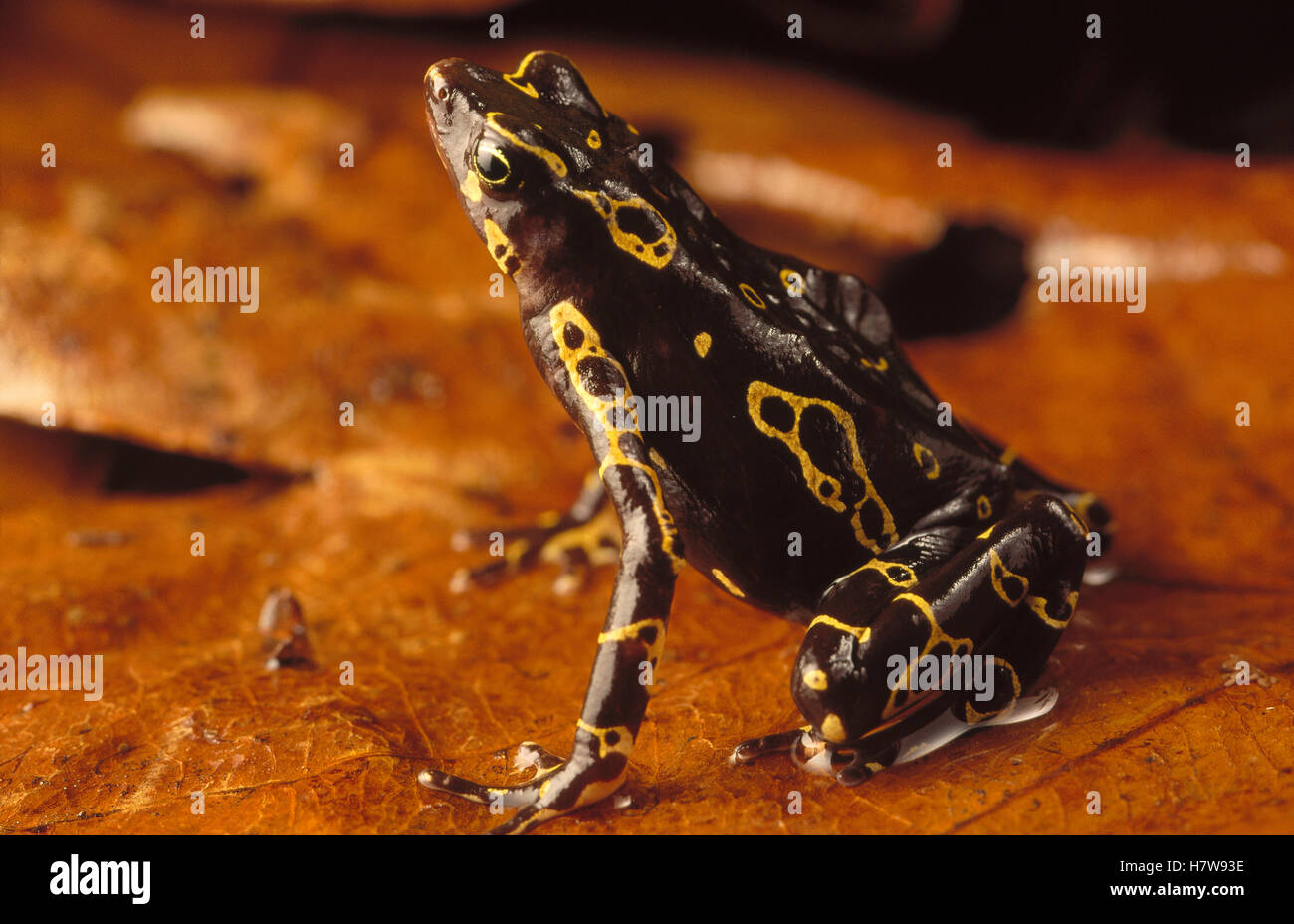 Toad (Atelopus sp) portrait on leaf litter, Amazon ecosystem, Brazil ...