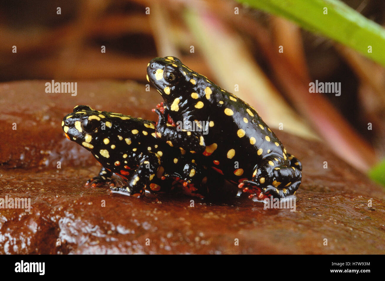 Toad (Melanophryniscus sp) pair mating, Cerrado ecosystem, Brazil Stock ...