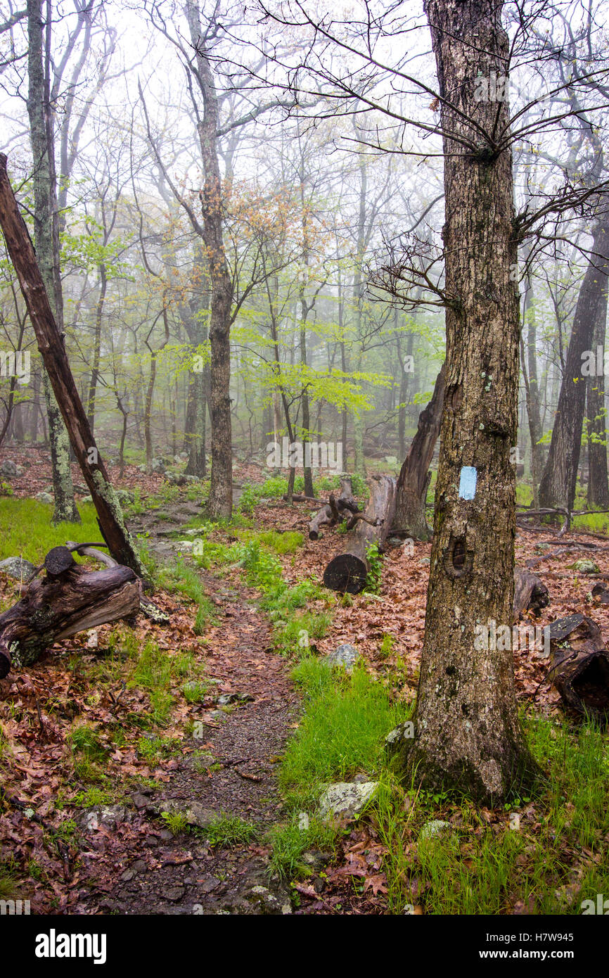 Shenandoah national park spring morning hi-res stock photography and ...